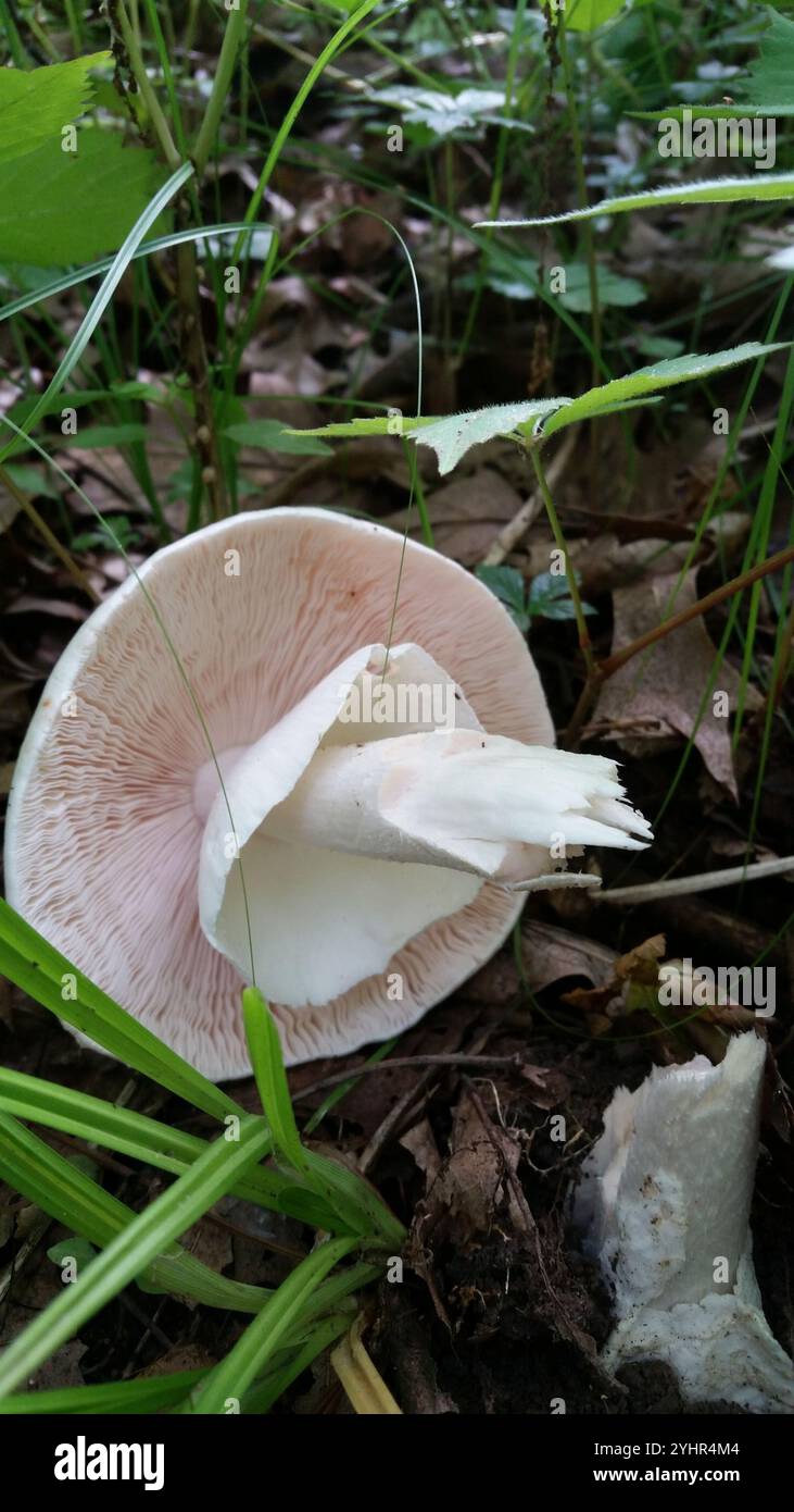 Eastern North American Destroying Angel (Amanita bisporigera Stock ...