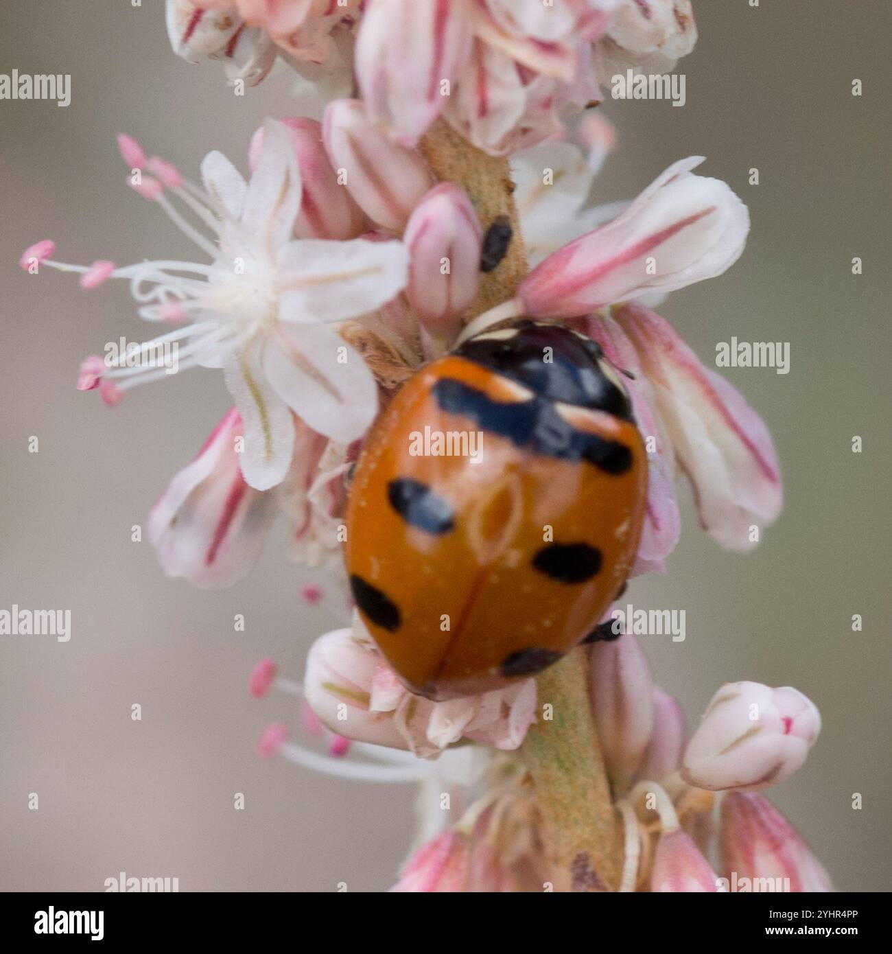 Transverse Lady Beetle (Coccinella transversoguttata Stock Photo - Alamy