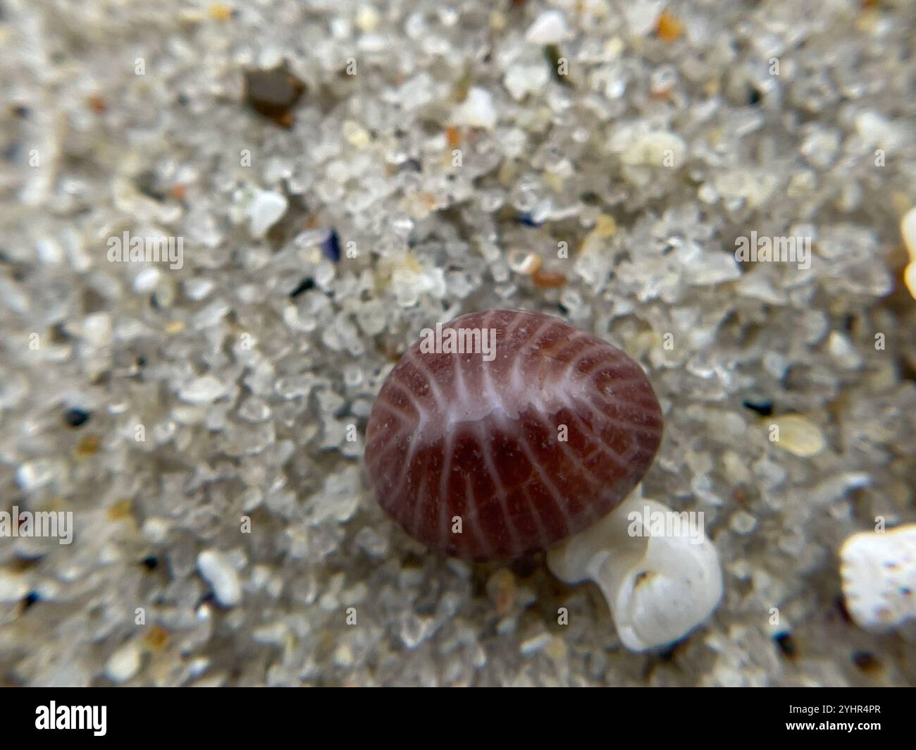 Coffee Bean Trivia (Pseudopusula californiana Stock Photo - Alamy