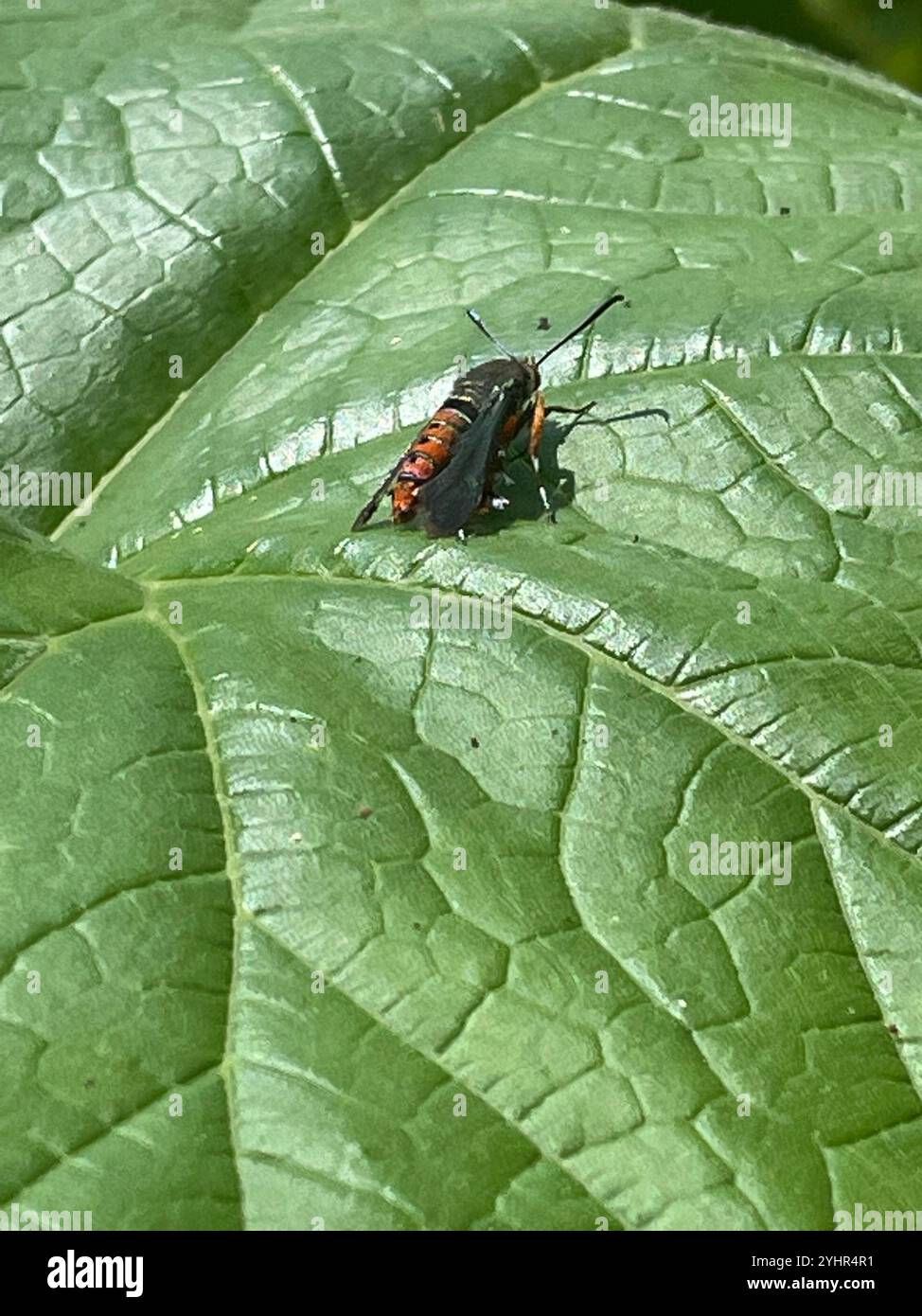 Squash Vine Borer (Eichlinia cucurbitae Stock Photo - Alamy