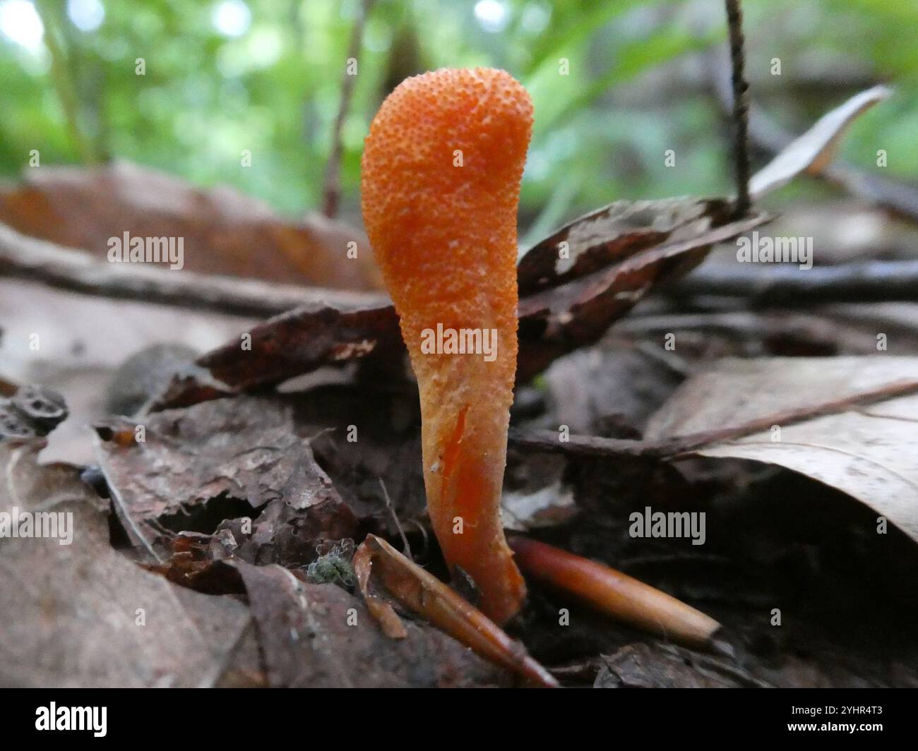 Scarlet caterpillar club hi-res stock photography and images - Alamy