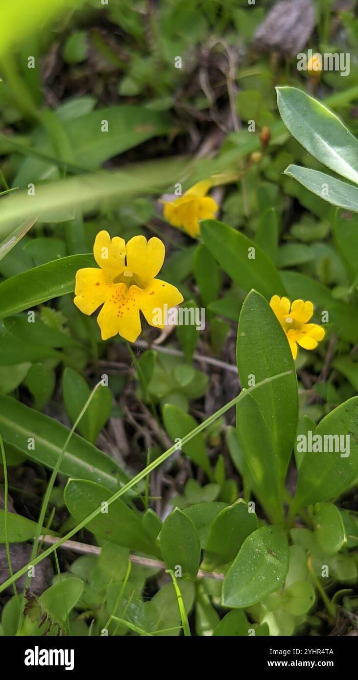 primrose monkeyflower (Erythranthe primuloides Stock Photo - Alamy