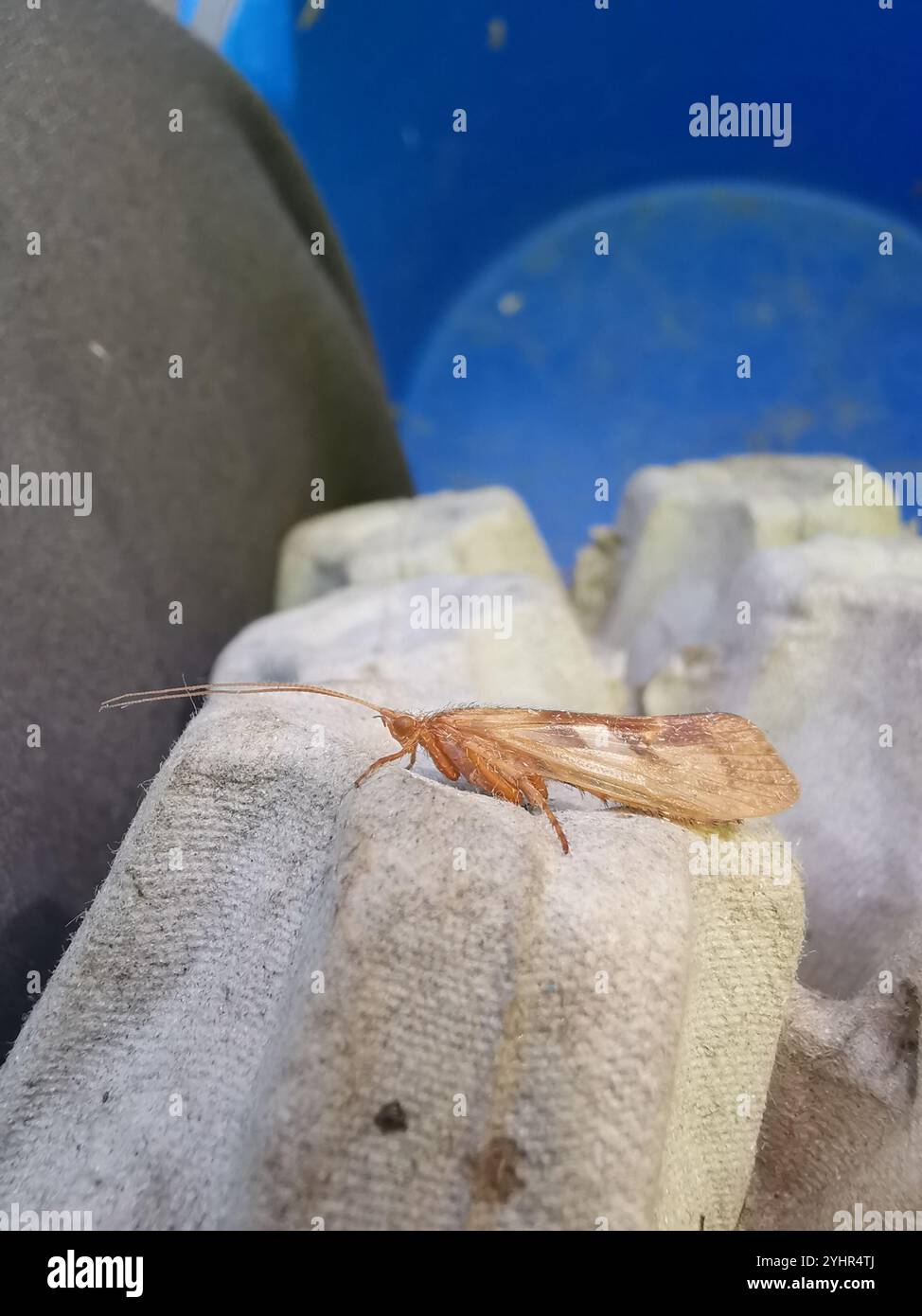 Limnephilus rhombicus hi-res stock photography and images - Alamy