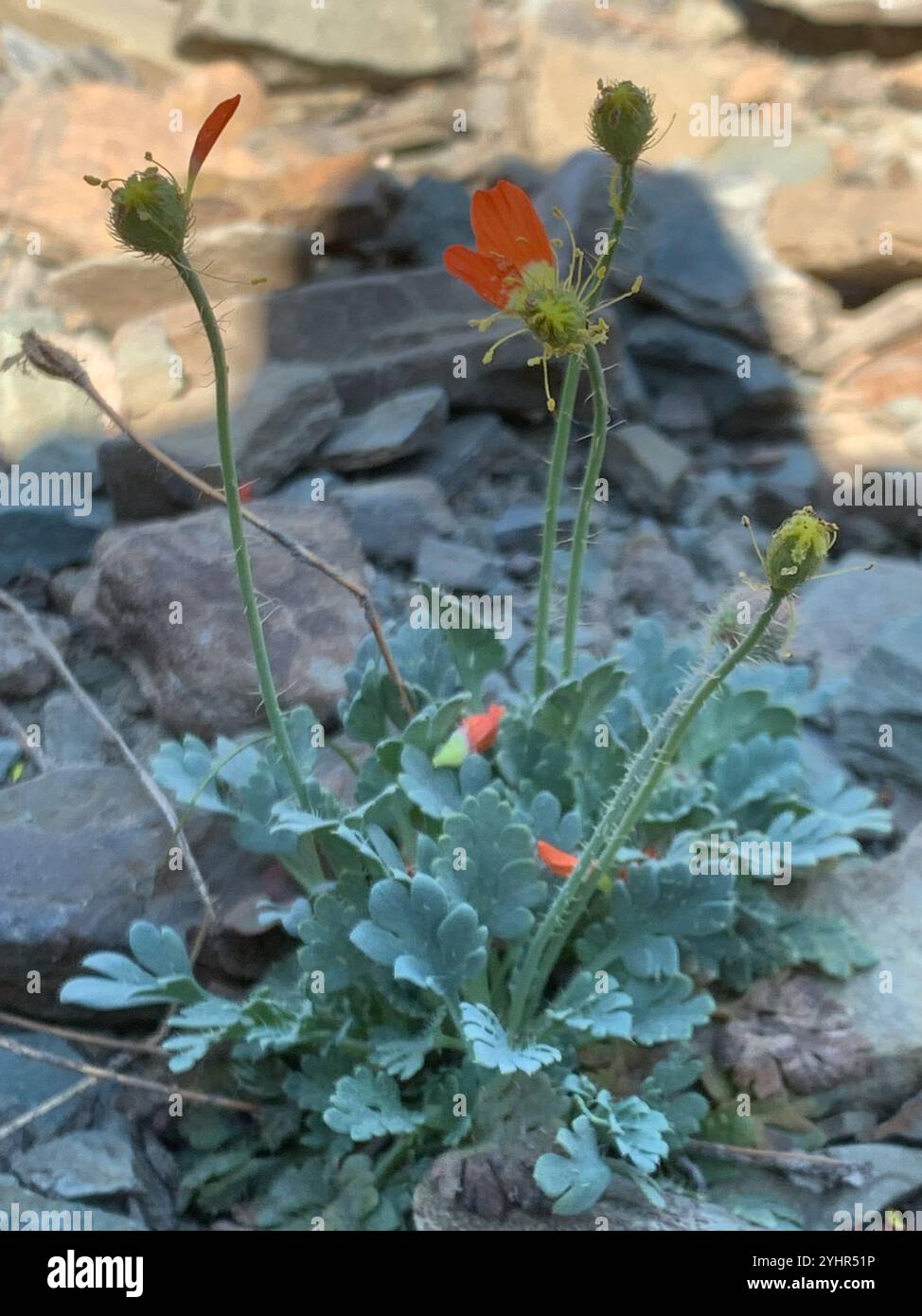 Alpine Glacier Poppy (Papaver pygmaeum Stock Photo - Alamy