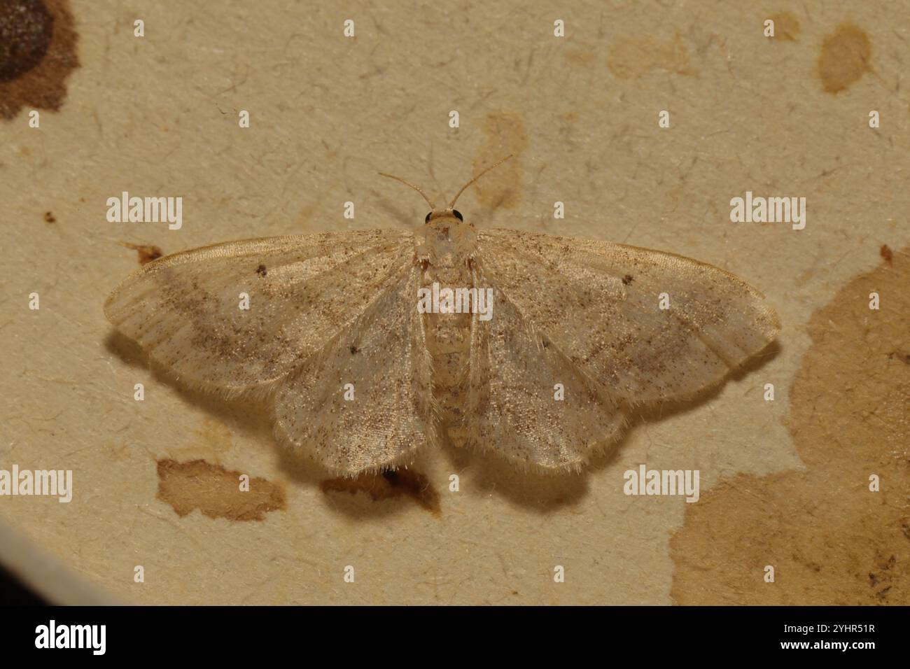Small Fan-footed Wave (Idaea biselata Stock Photo - Alamy