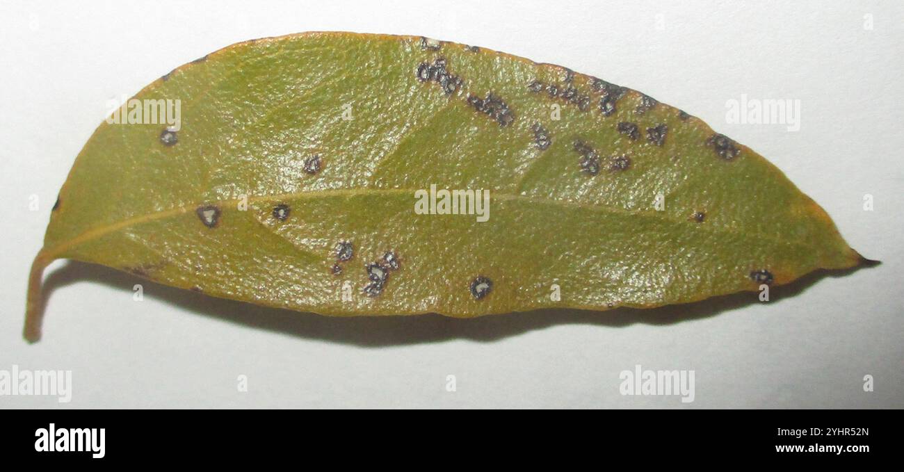 Tree-wisteria (Bolusanthus speciosus Stock Photo - Alamy