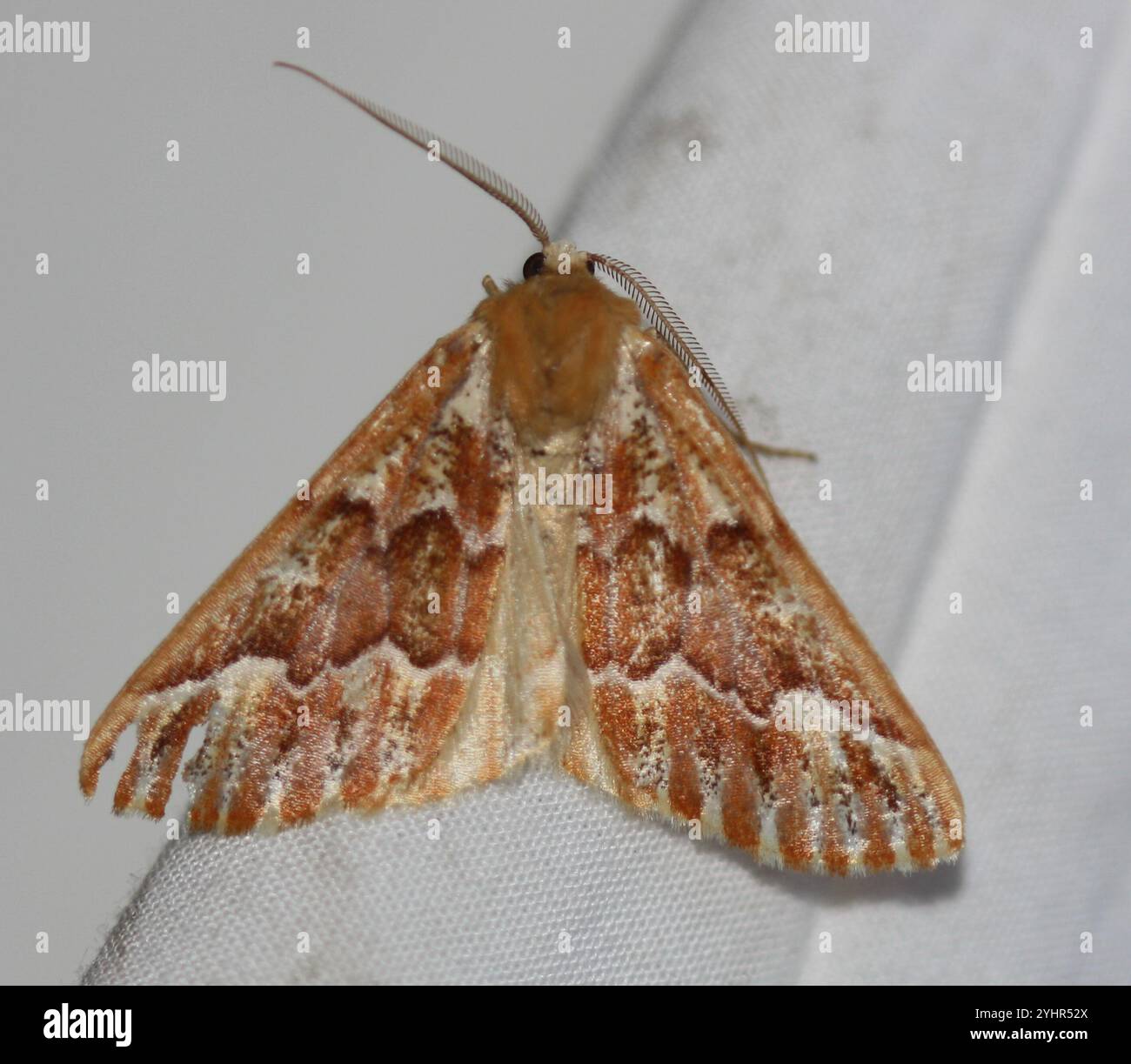 Western Conifer Looper (Caripeta aequaliaria Stock Photo - Alamy