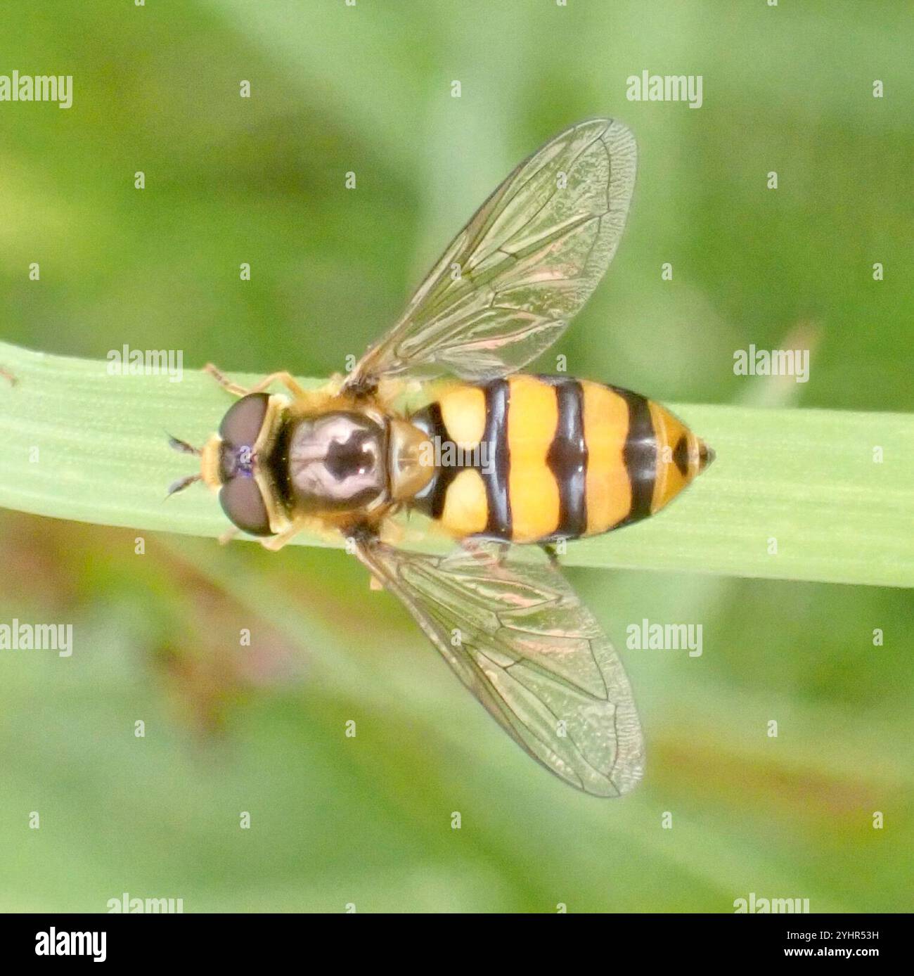 Broad-banded Aphideater (Eupeodes latifasciatus Stock Photo - Alamy