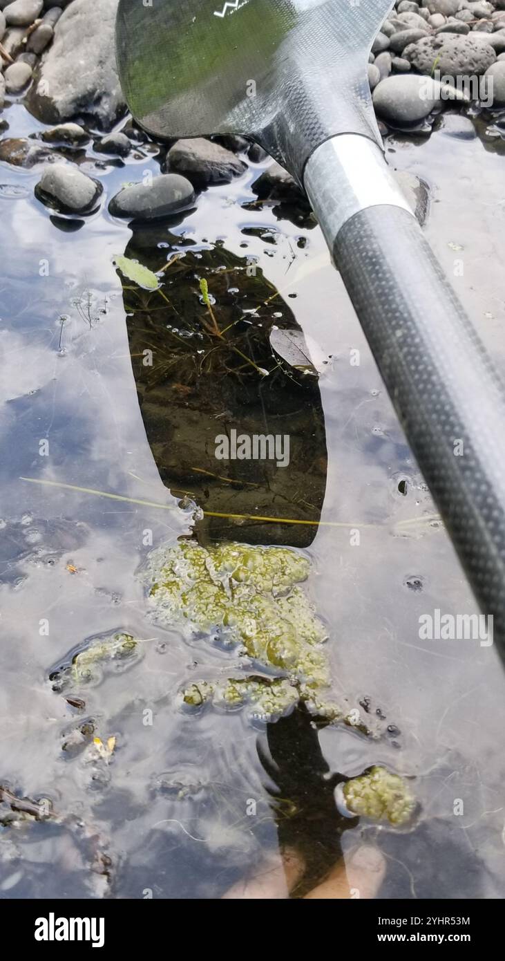 floating-leaved pondweed (Potamogeton natans Stock Photo - Alamy