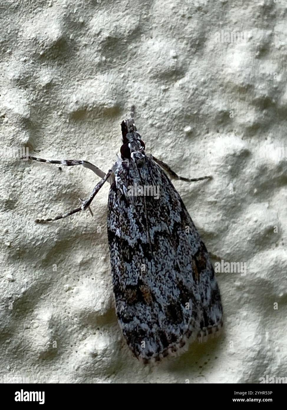 Meadow Grey (Scoparia pyralella Stock Photo - Alamy