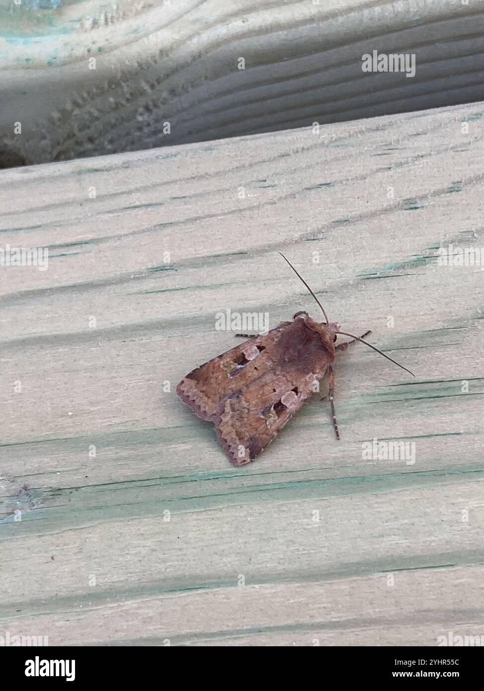 Diarsia mendica diarsia mendica hi-res stock photography and images - Alamy