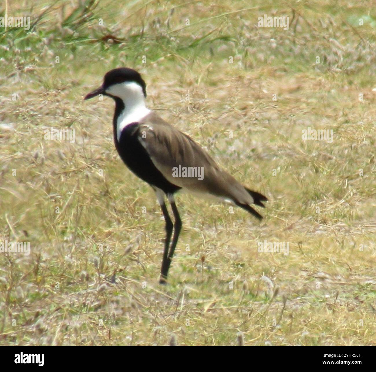 Spur-winged Lapwing (Vanellus spinosus Stock Photo - Alamy