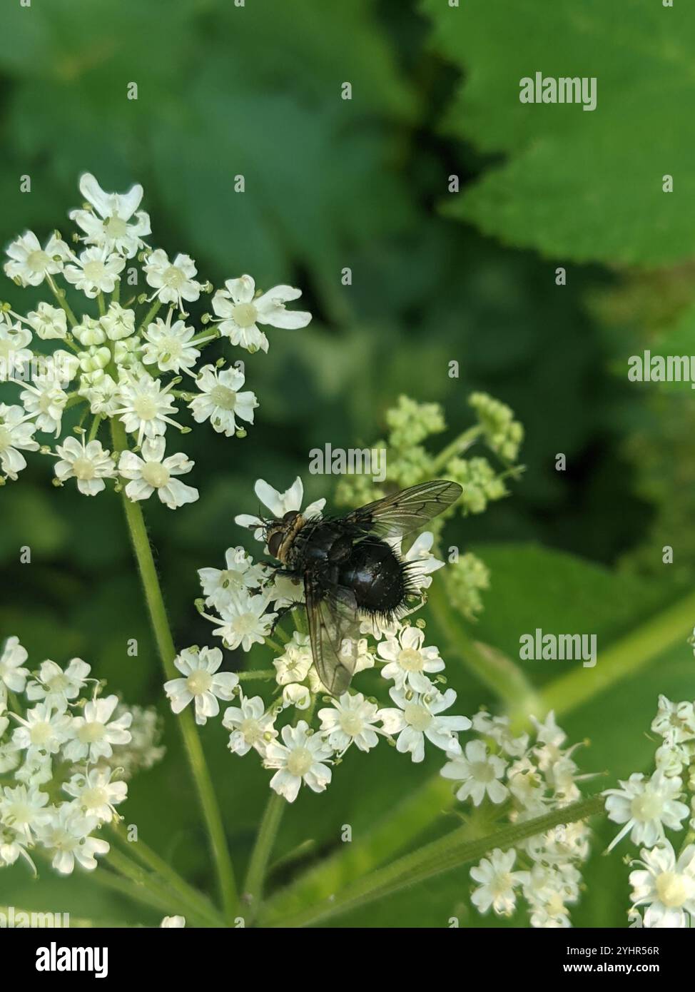 Archytas hi-res stock photography and images - Alamy