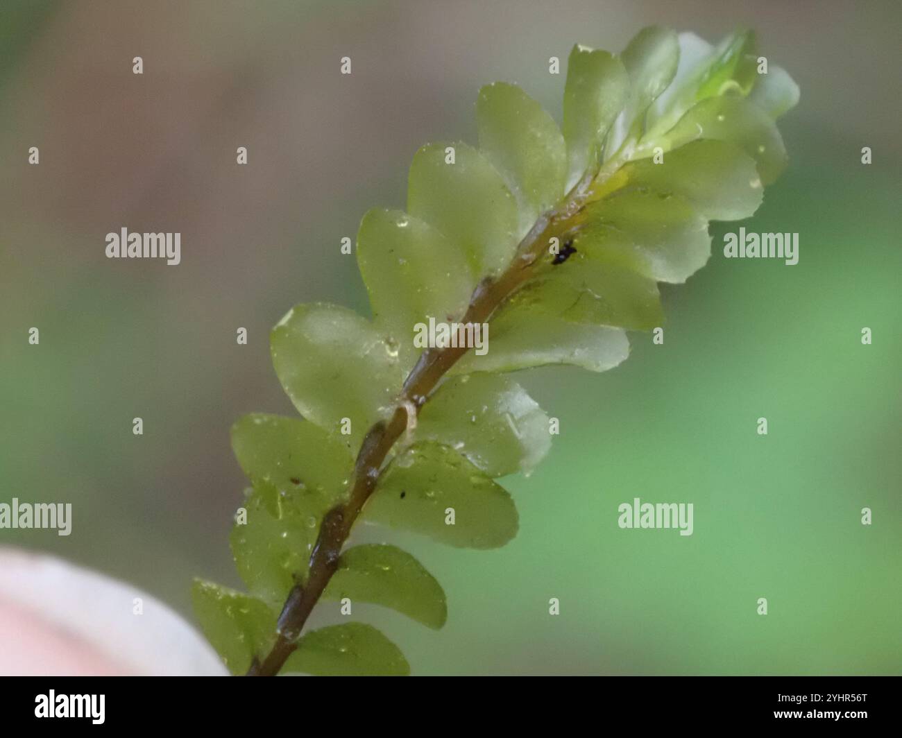Jungermanniales hi-res stock photography and images - Alamy