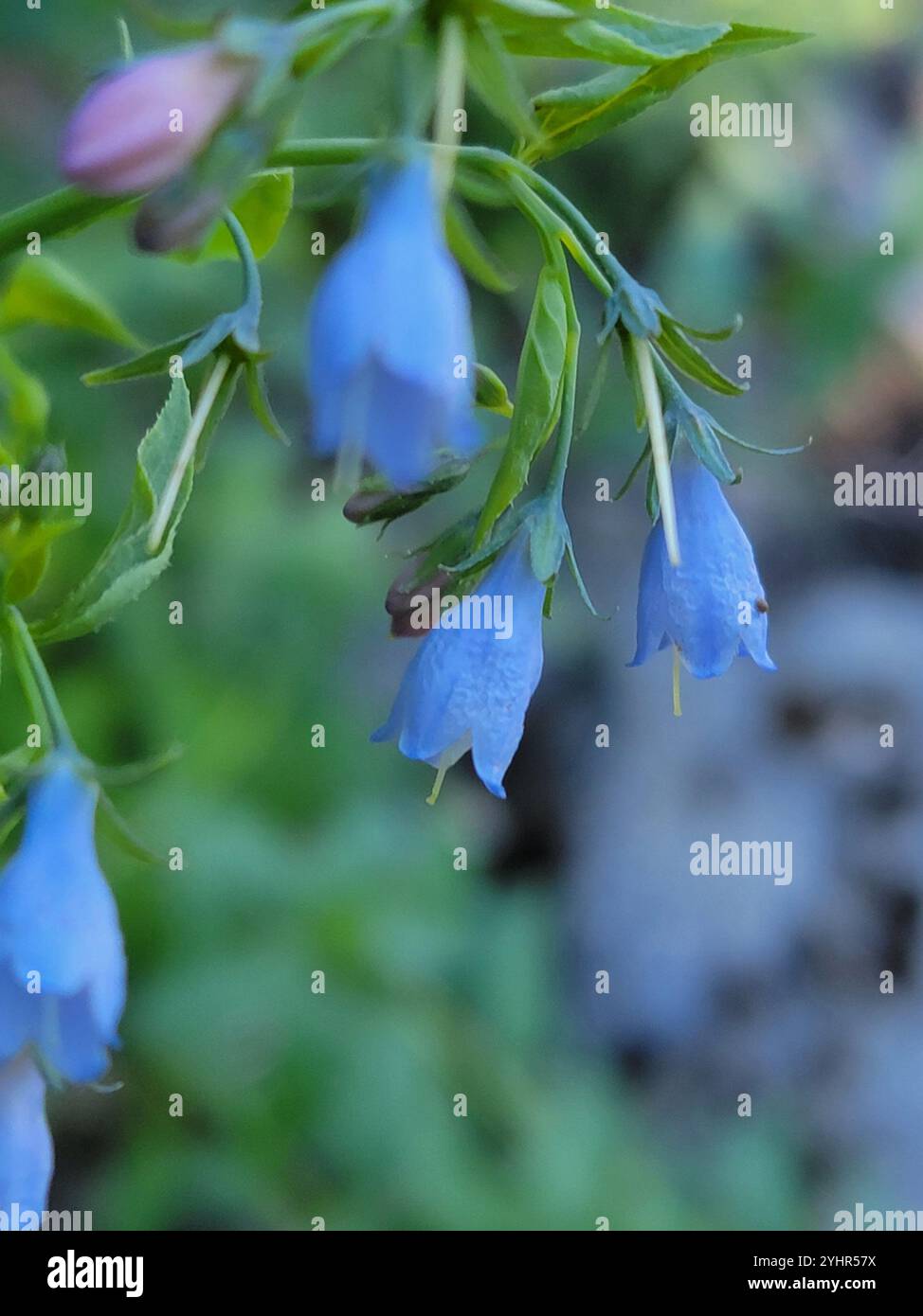 Tall Bluebell (Mertensia paniculata Stock Photo - Alamy