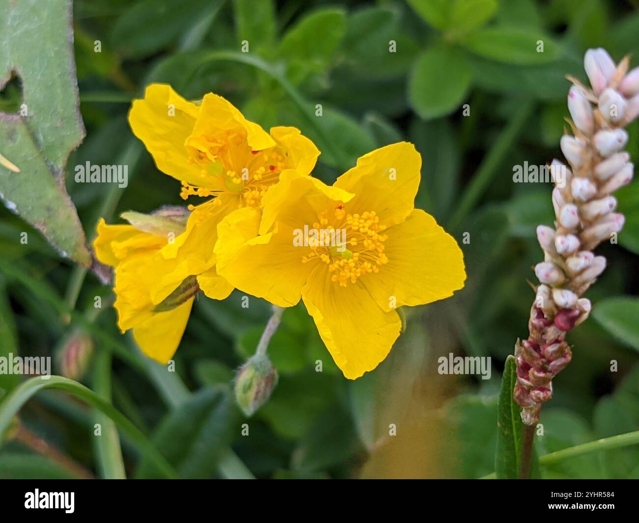 Common Rock-rose (Helianthemum nummularium Stock Photo - Alamy