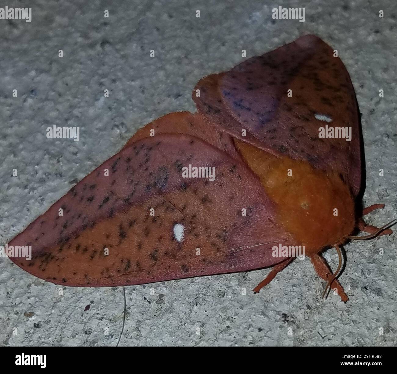 Spiny Oakworm Moth (Anisota stigma Stock Photo - Alamy