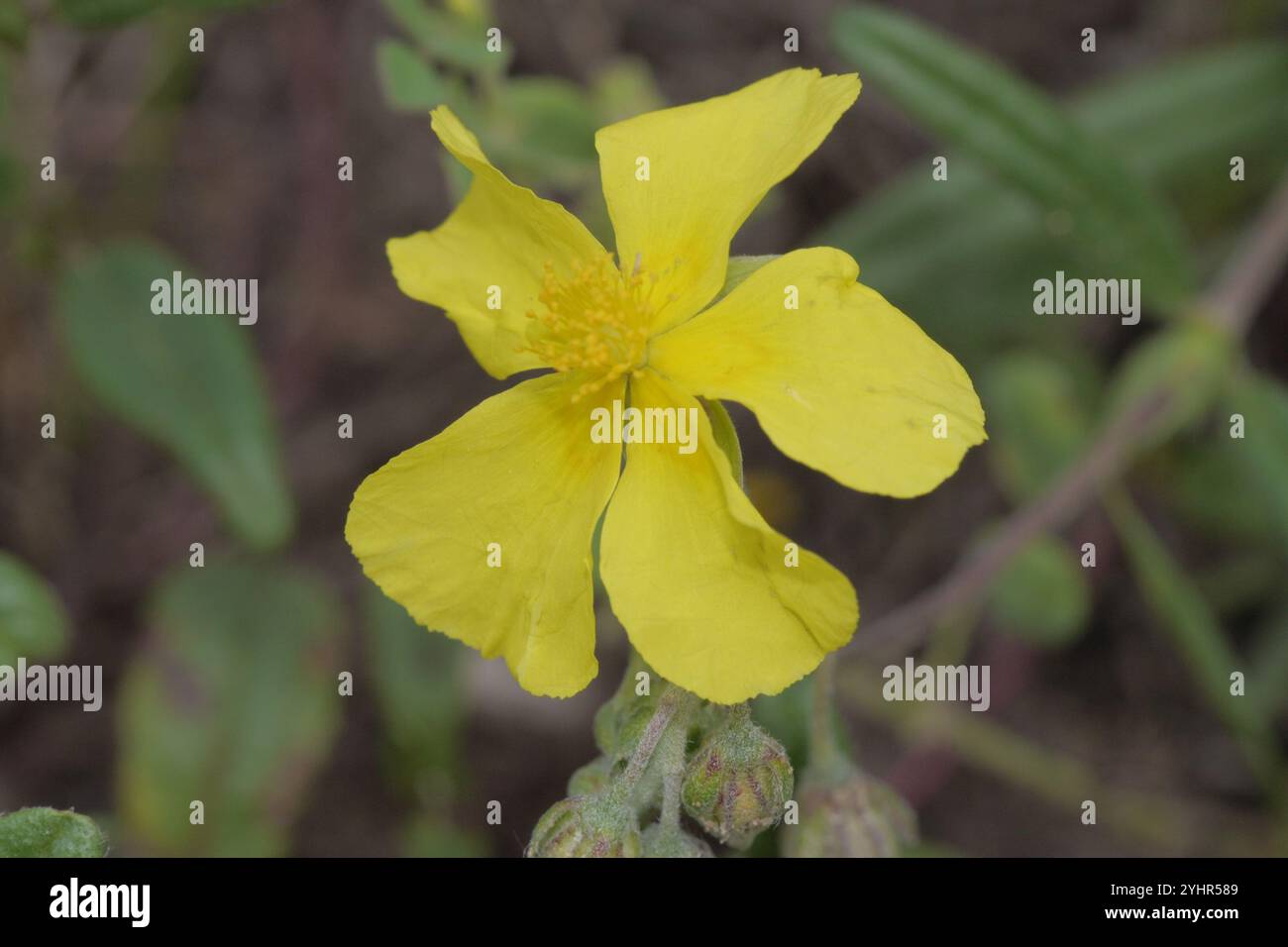 Common Rock-rose (Helianthemum nummularium Stock Photo - Alamy