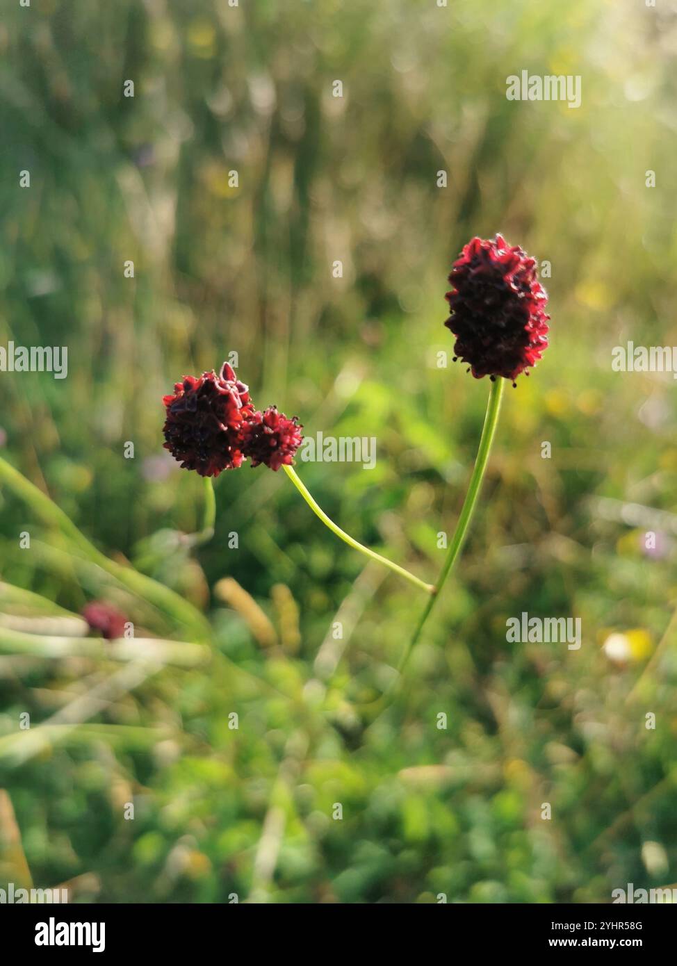 Great burnet (Sanguisorba officinalis Stock Photo - Alamy