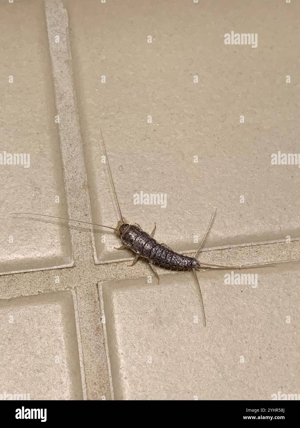 Long-tailed Silverfish (Ctenolepisma longicaudatum Stock Photo - Alamy