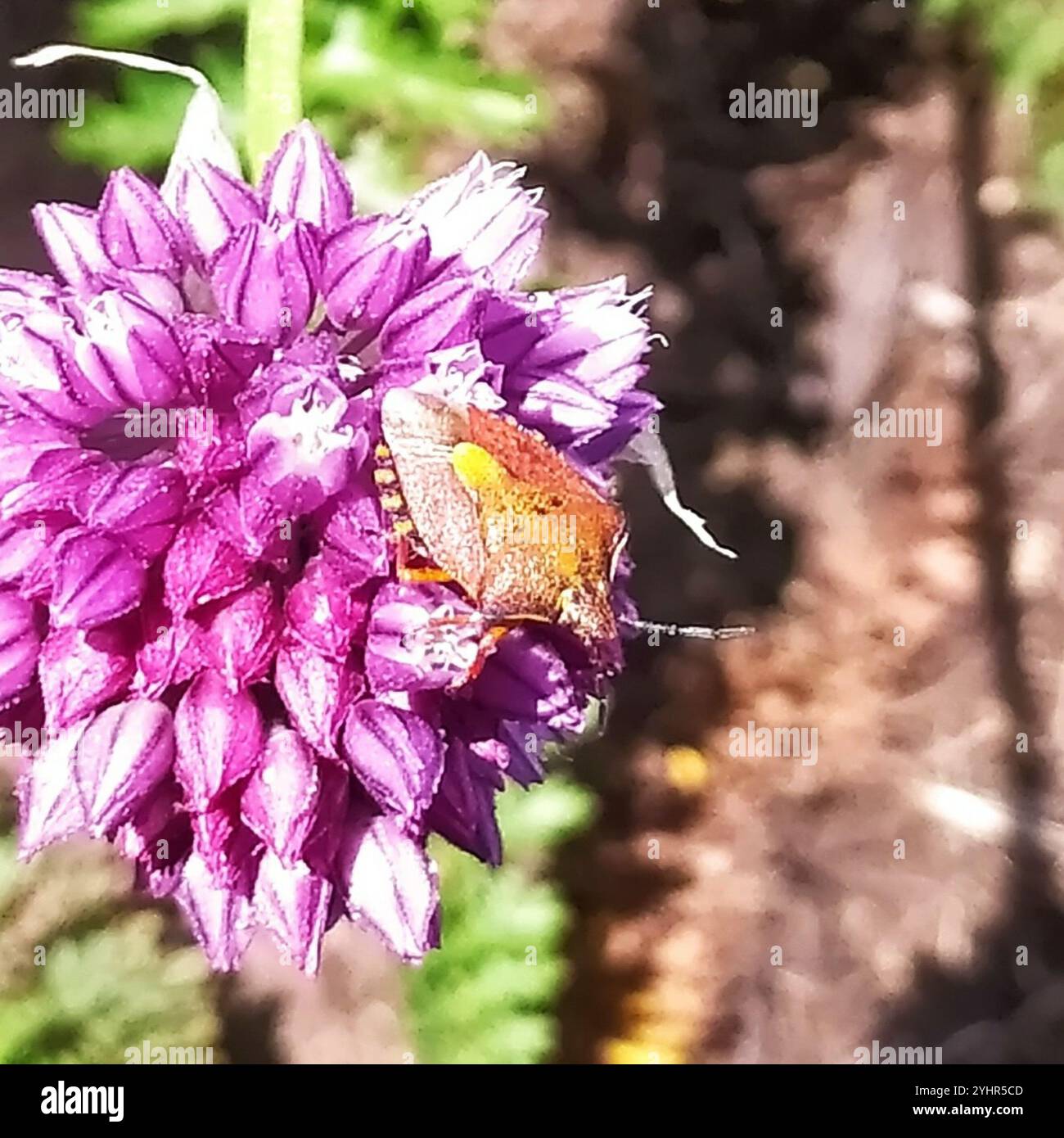 Black-shouldered Shieldbug (Carpocoris purpureipennis Stock Photo - Alamy