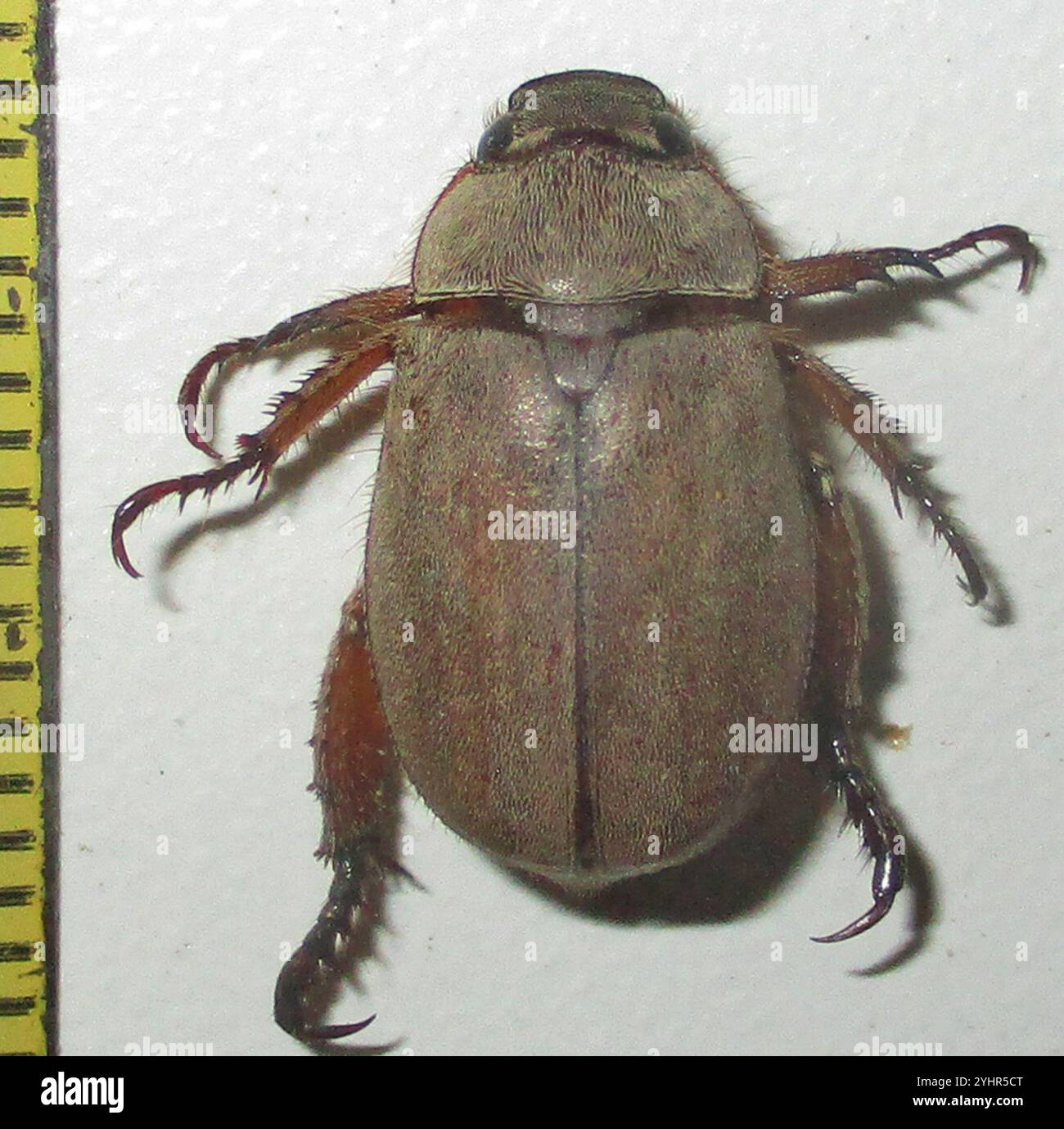 Adoretus hi-res stock photography and images - Alamy