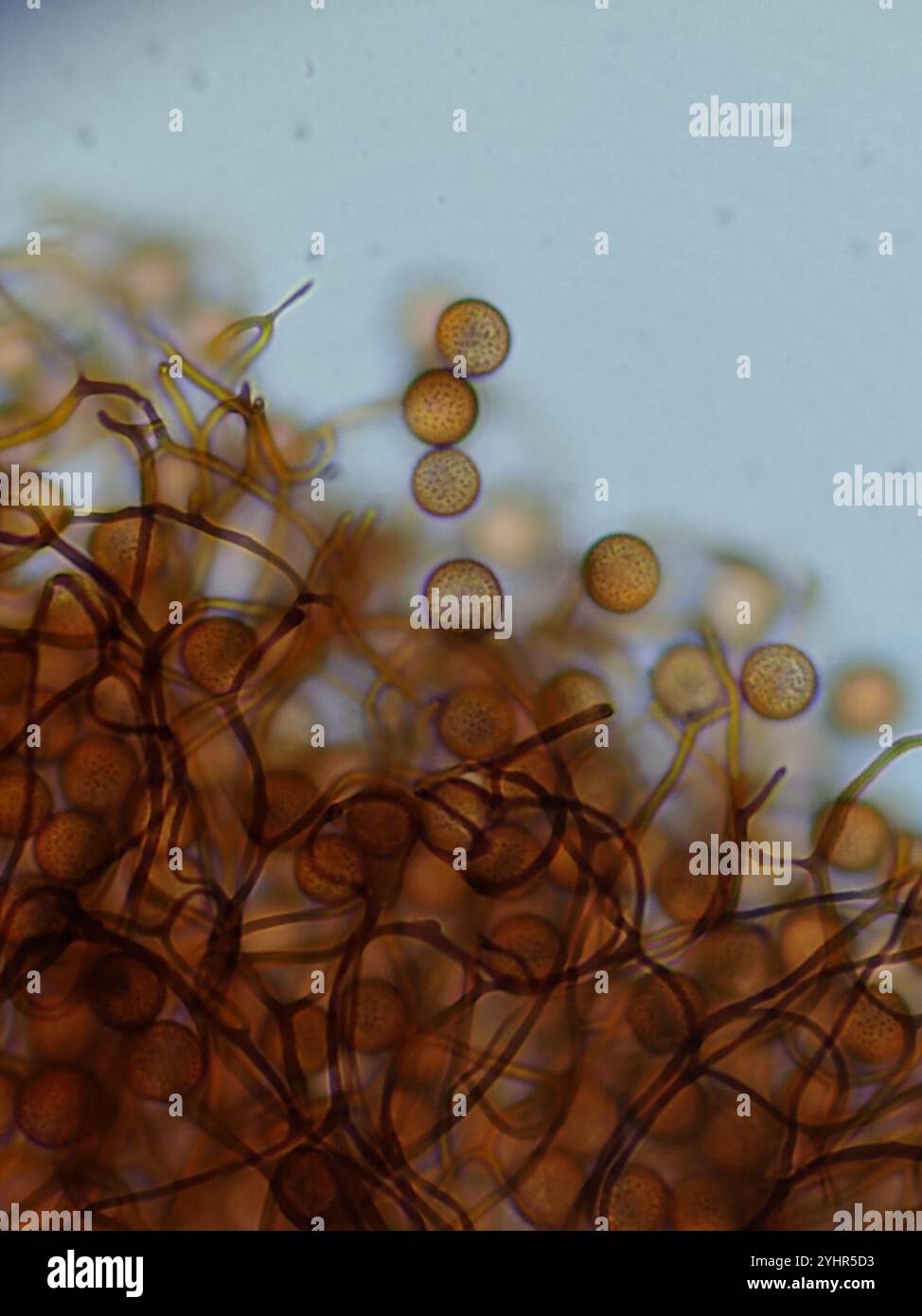Comatricha elegans hi-res stock photography and images - Alamy