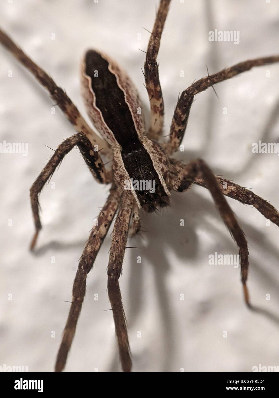 American Nursery Web Spider (Pisaurina mira Stock Photo - Alamy