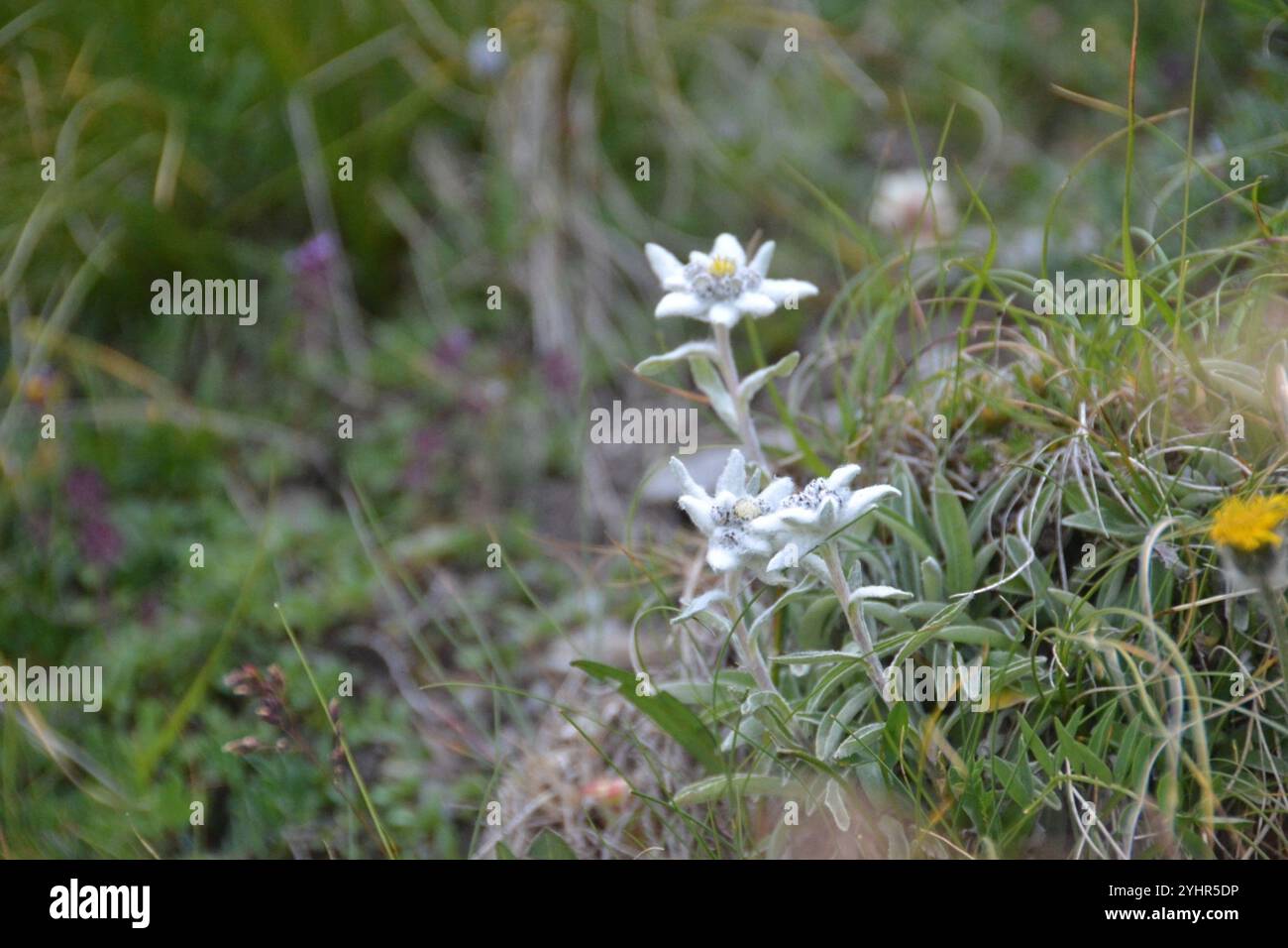 Alpine Edelweiss (Leontopodium nivale alpinum Stock Photo - Alamy