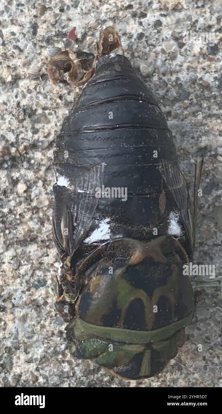 Scissor Grinder (Neotibicen pruinosus Stock Photo - Alamy