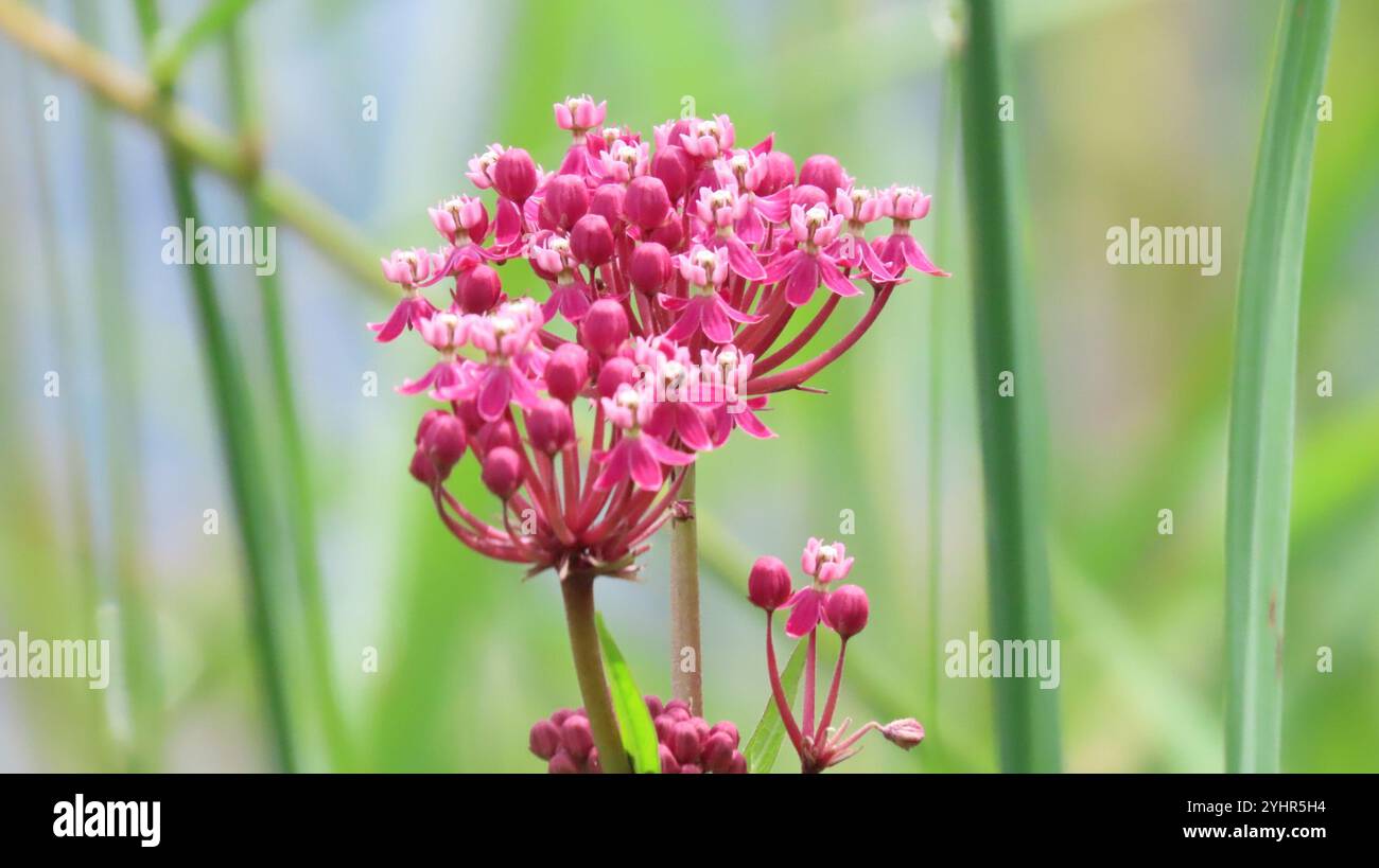 swamp milkweed (Asclepias incarnata Stock Photo - Alamy