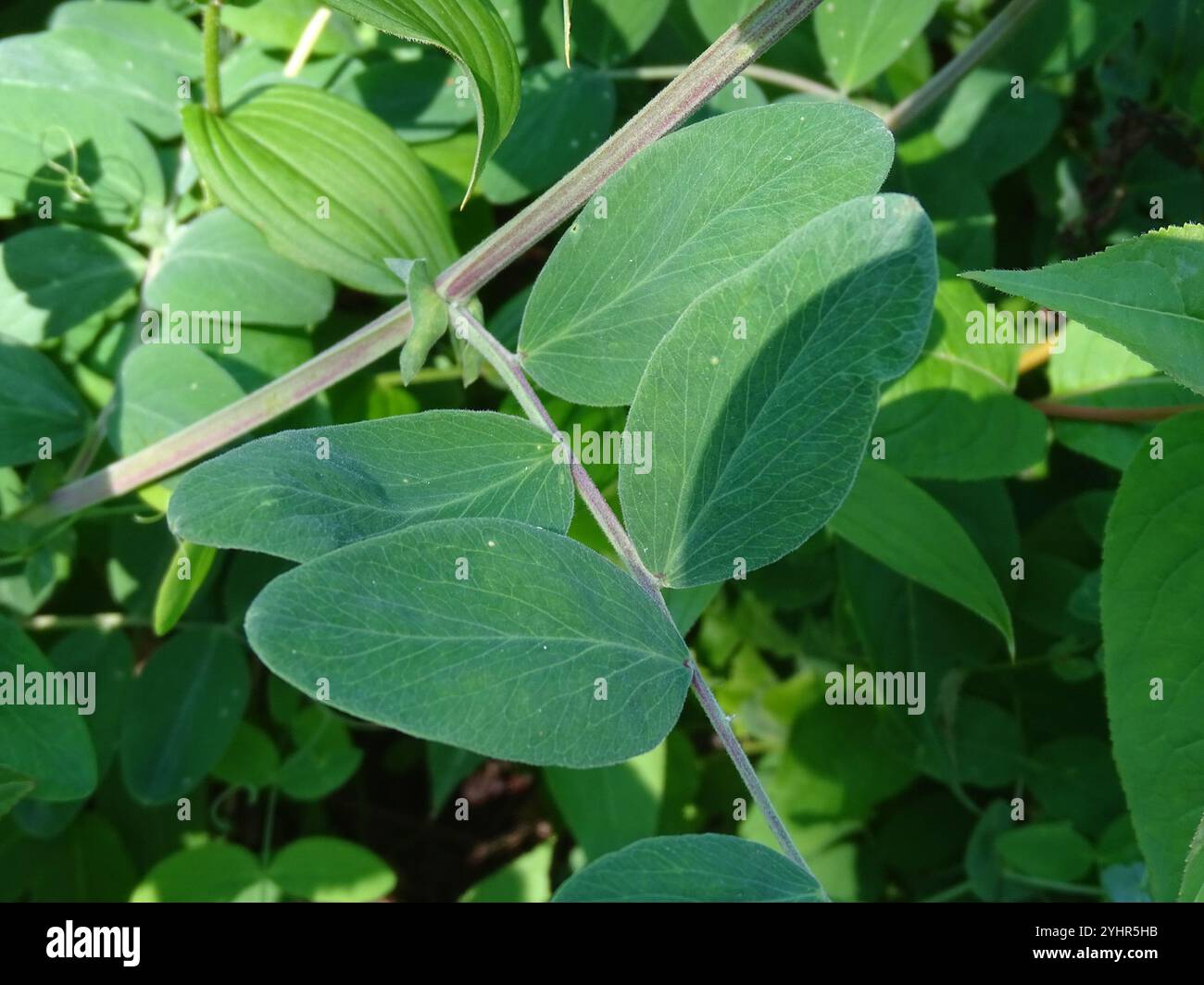 veiny pea (Lathyrus venosus Stock Photo - Alamy
