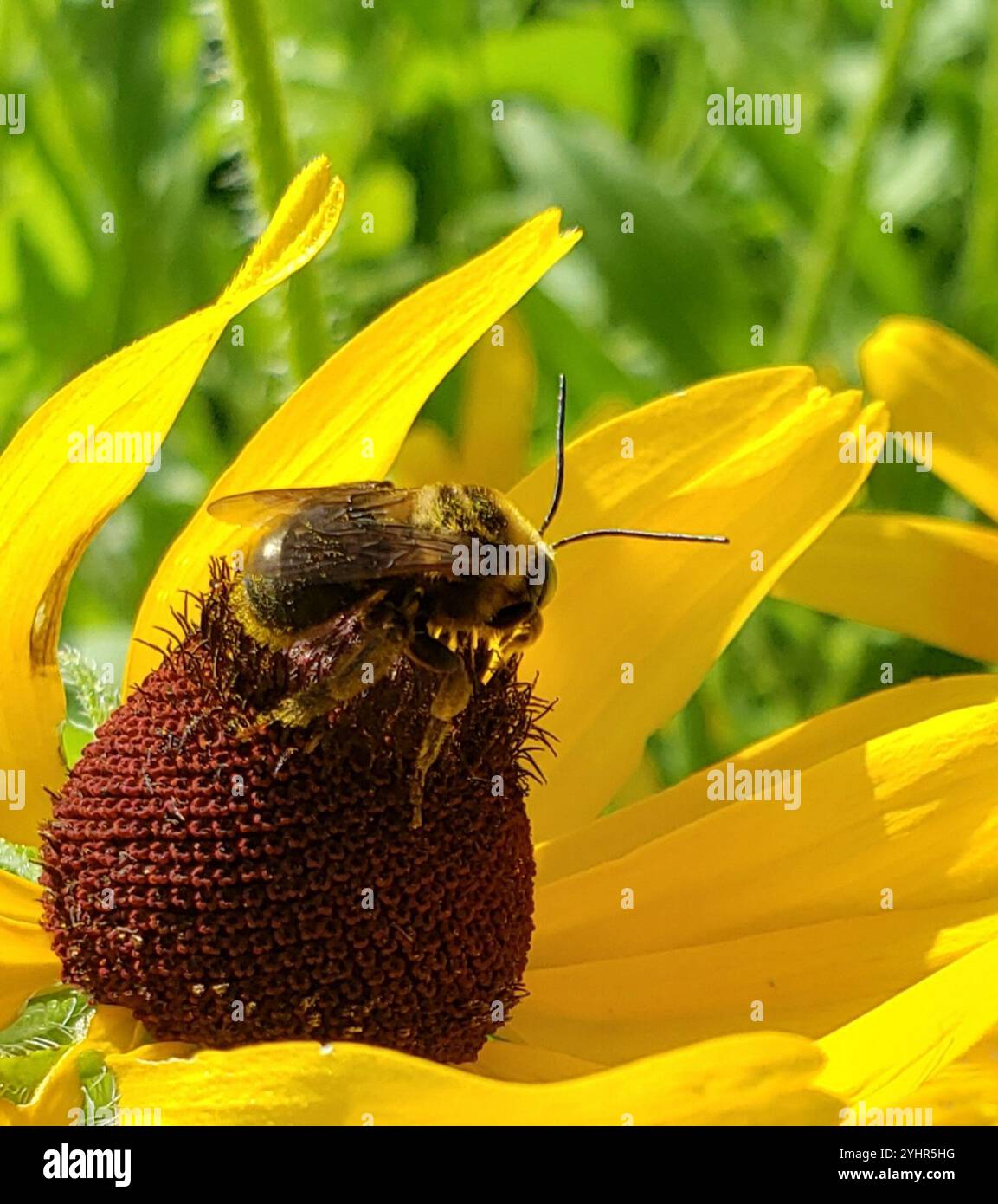 Oblique Longhorn (Svastra obliqua Stock Photo - Alamy