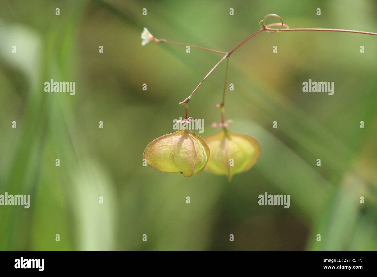 Lesser balloon vine hi-res stock photography and images - Alamy