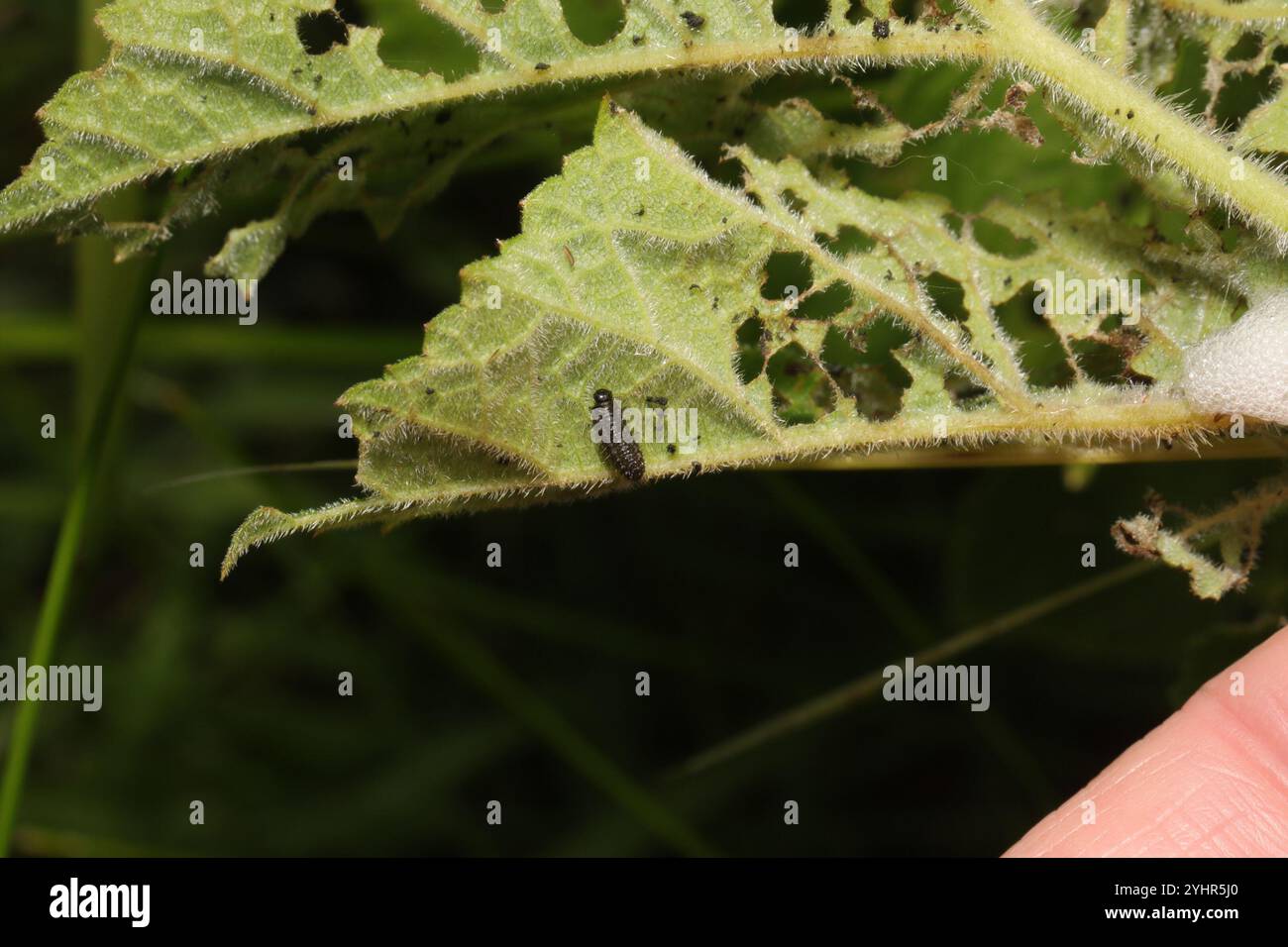 Celery leaf beetle (Phaedon tumidulus Stock Photo - Alamy