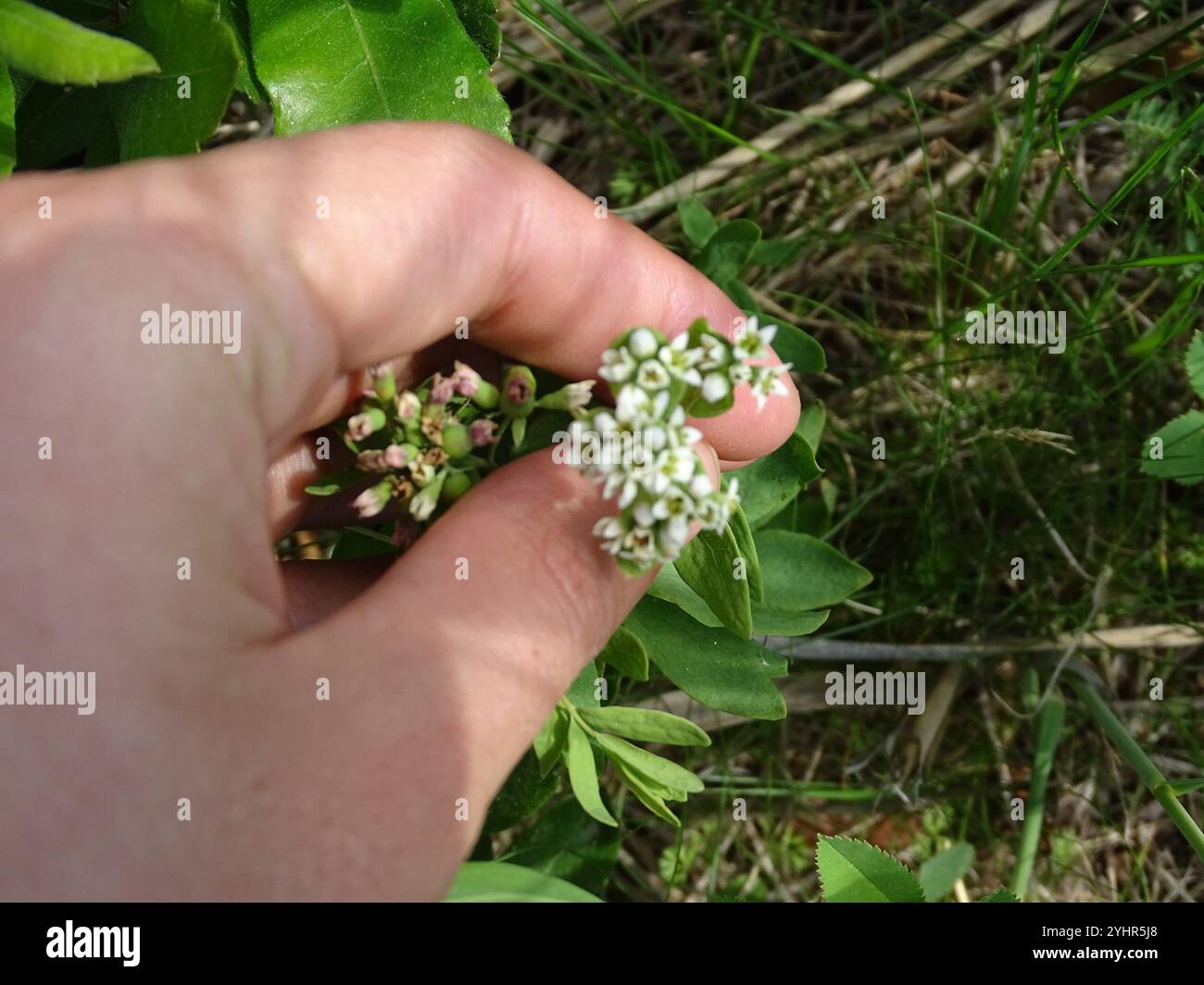 bastard toadflax (Comandra umbellata Stock Photo - Alamy