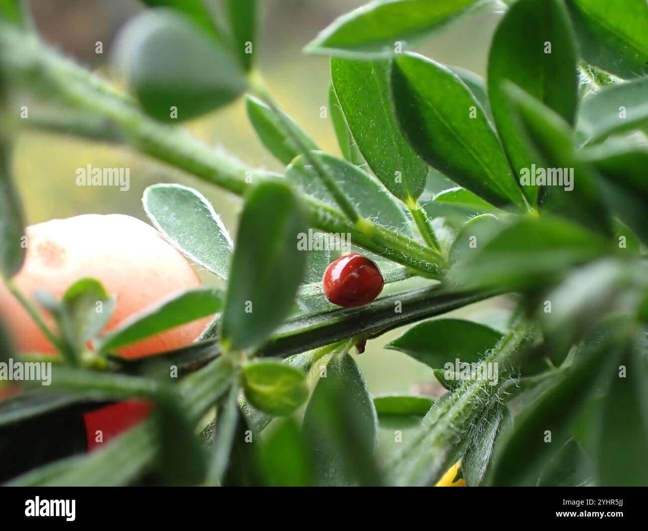 Lady Beetles (Coccinellidae Stock Photo - Alamy