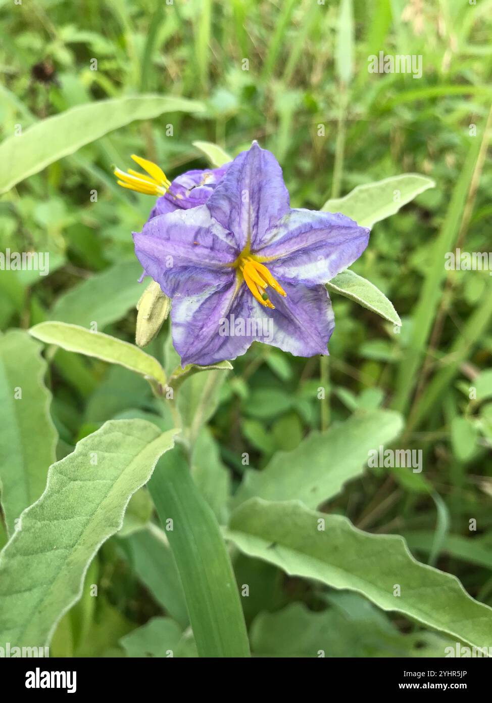 silverleaf nightshade (Solanum elaeagnifolium Stock Photo - Alamy