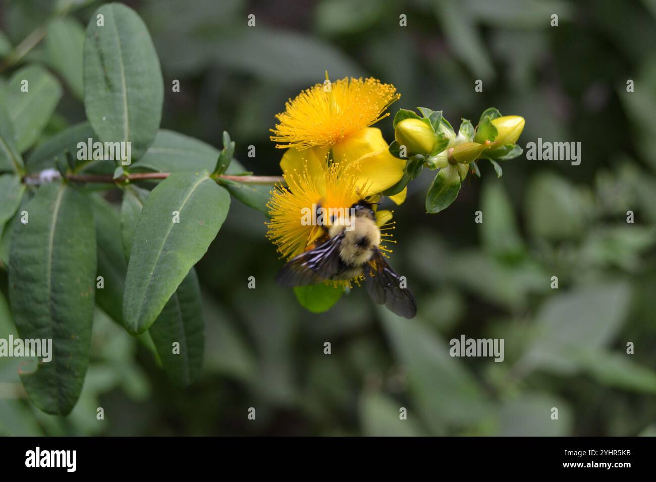 Two-spotted Bumble Bee (Bombus bimaculatus Stock Photo - Alamy