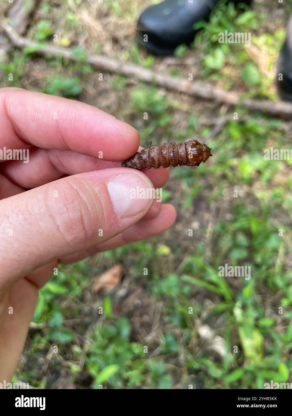 Red-footed Cannibal Fly (Promachus rufipes Stock Photo - Alamy