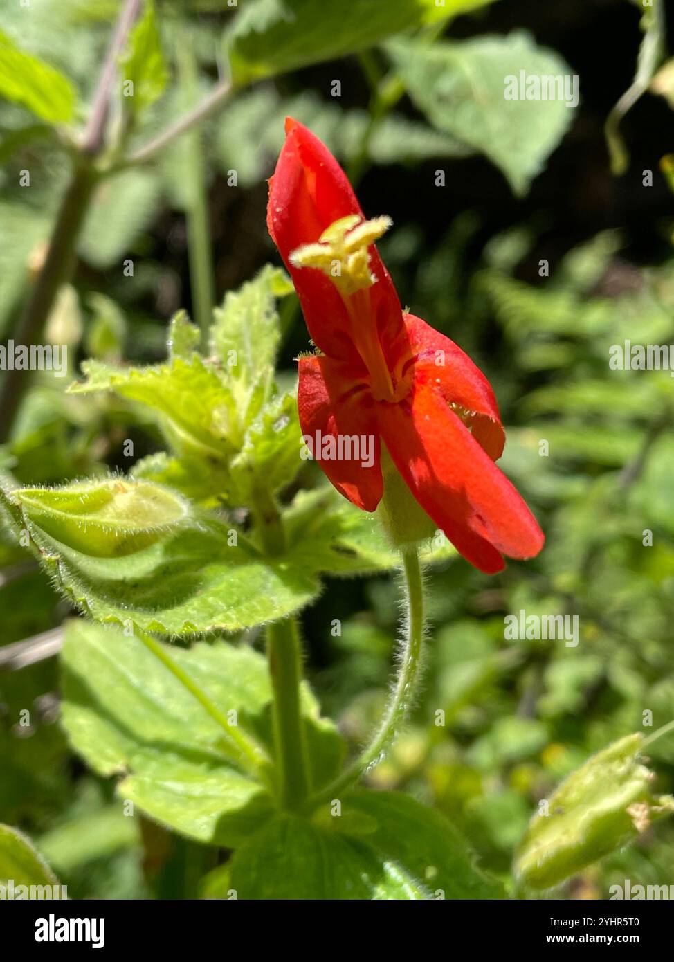 scarlet monkeyflower (Erythranthe cardinalis Stock Photo - Alamy