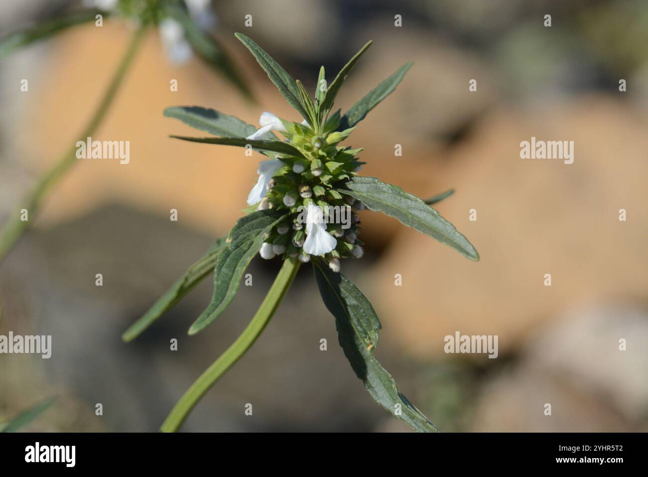 lavender-leaved leucas (Leucas lavandulifolia Stock Photo - Alamy