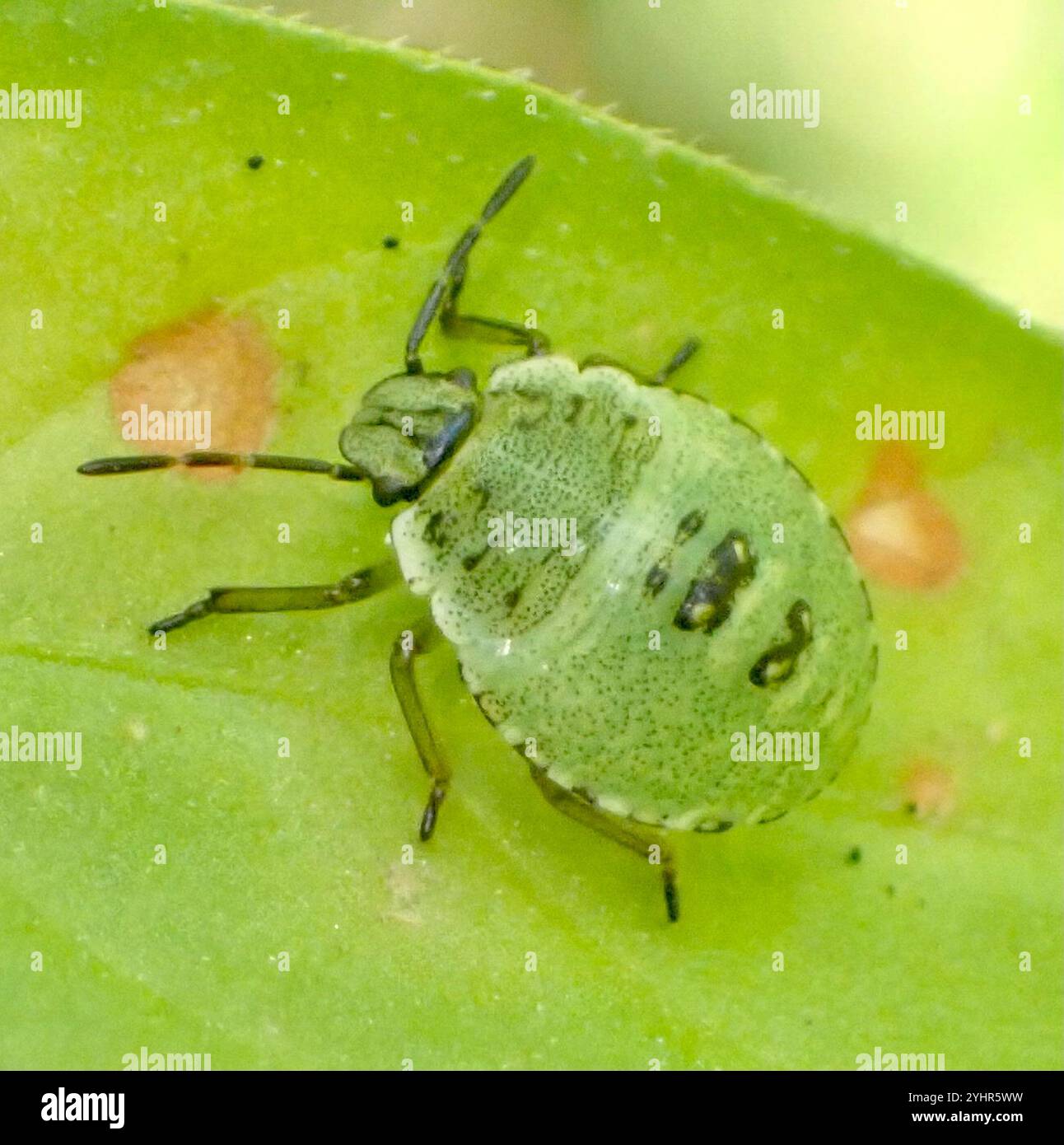 Green Shield Bug (Palomena prasina Stock Photo - Alamy