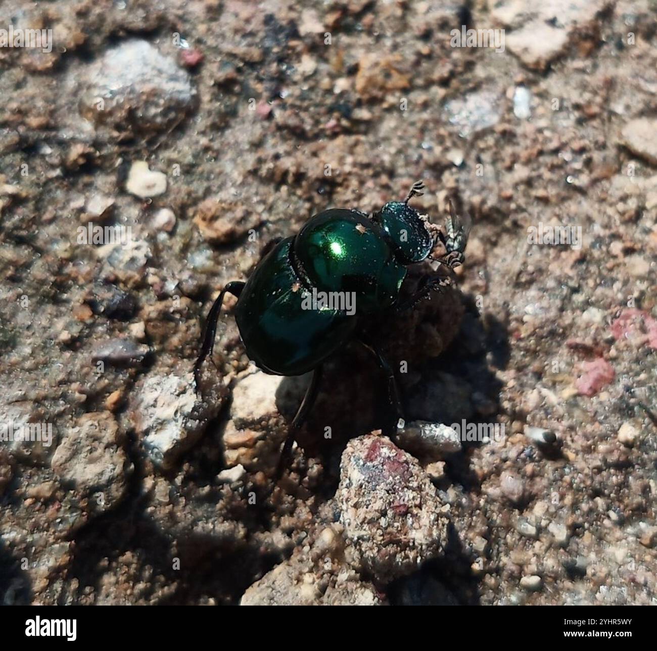 Dung Rollers (Canthon Stock Photo - Alamy
