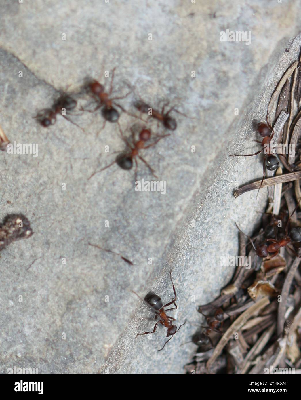 Wood, Mound, and Field Ants (Formica Stock Photo - Alamy