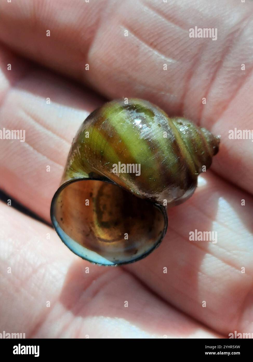 Banded Mystery Snail (Callinina georgiana Stock Photo - Alamy