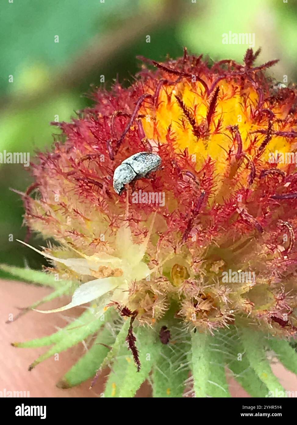 Fungus weevils hi-res stock photography and images - Alamy