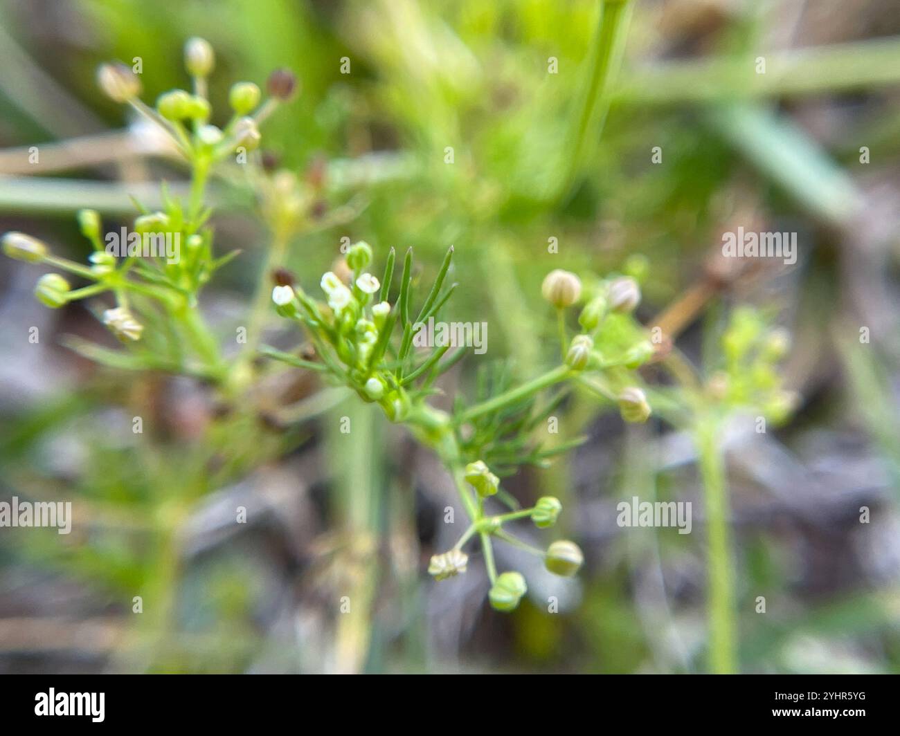 Marsh parsley (Cyclospermum leptophyllum Stock Photo - Alamy