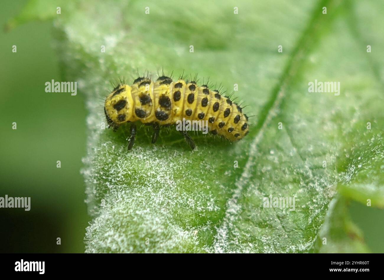 22-spot Ladybird (Psyllobora vigintiduopunctata Stock Photo - Alamy