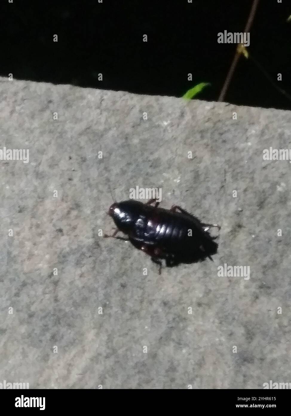 Florida woods cockroach hi-res stock photography and images - Alamy